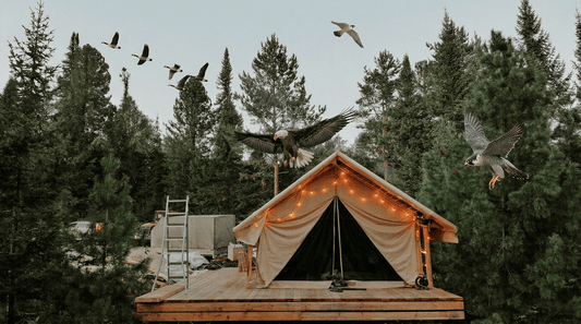 Migratory Bird Safety: Avoid Low-Flying Birds of Prey at Camps | LETWE ...