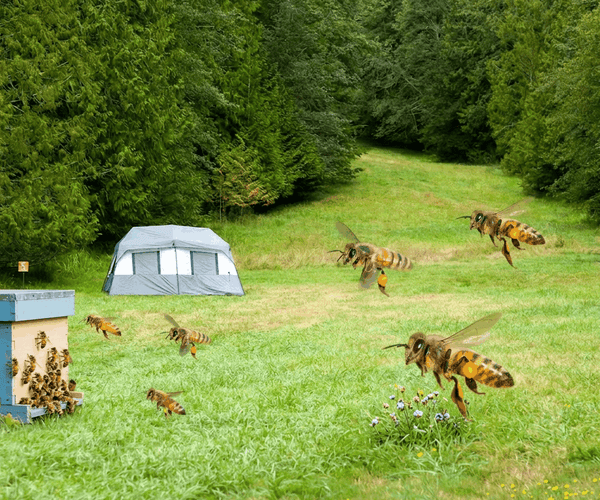June Swarming Bee Safety: Steer Clear of Migratory Colonies Near Camps ...