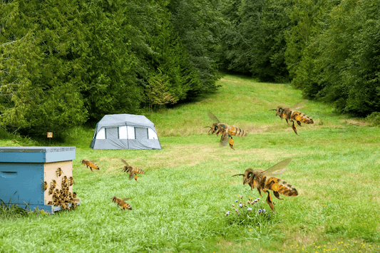June Swarming Bee Safety: Steer Clear of Migratory Colonies Near Camps ...